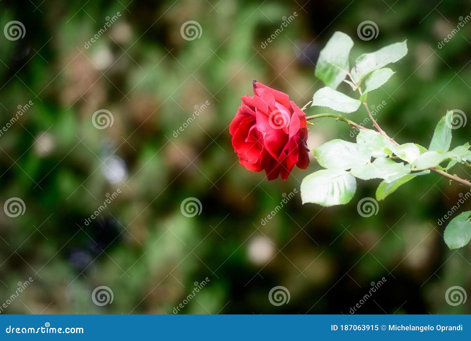 A Red Rose in the Moment of Beautiful Bloom Stock Image - Image of ...