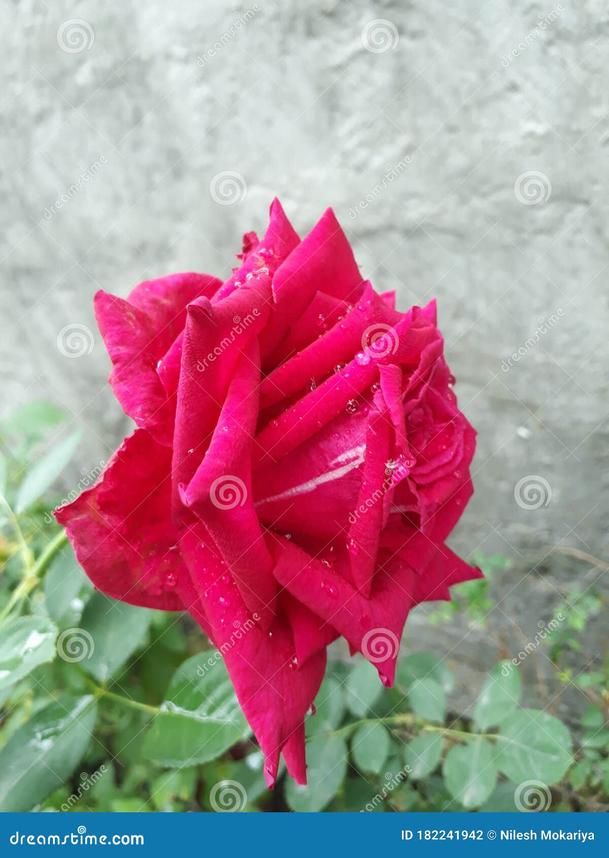 Red rose in monsoon stock photo. Image of organic, rose - 182241942