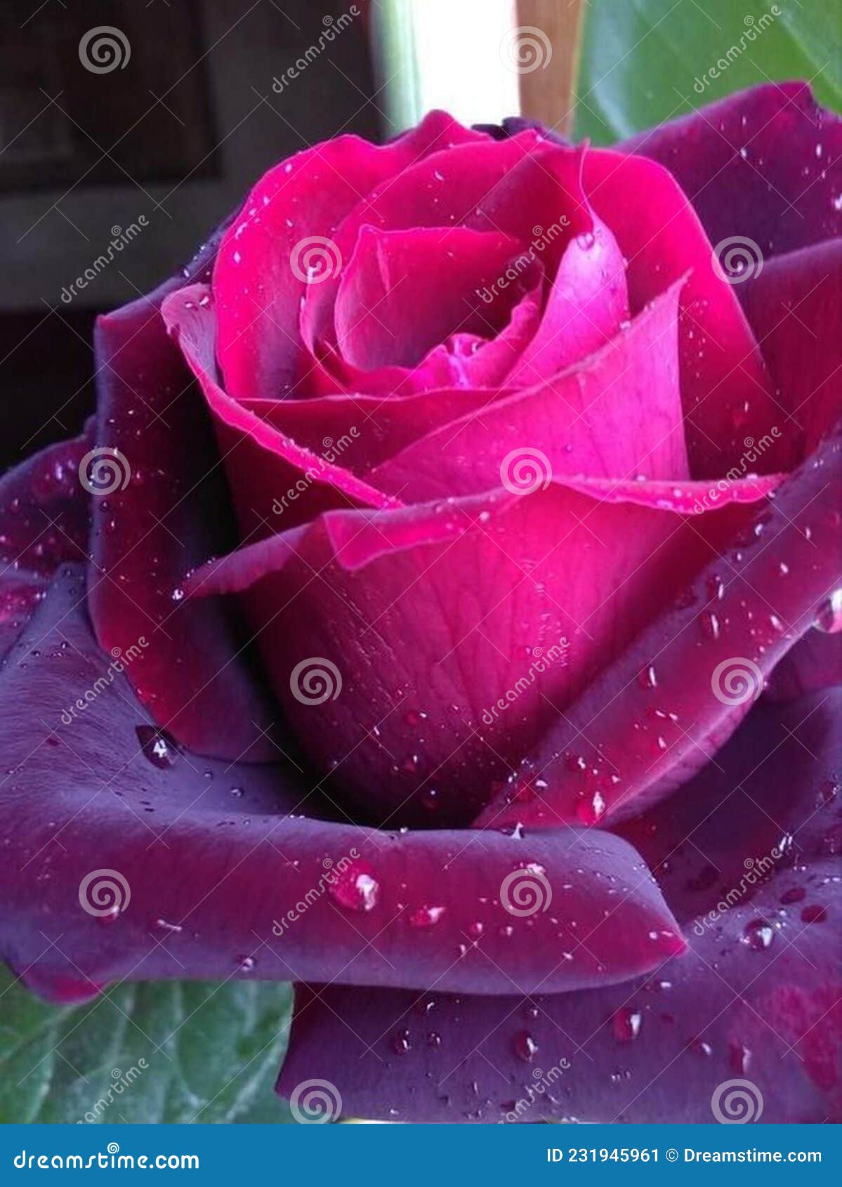 Red rose in a moon stock image. Image of lamborghini - 231945961