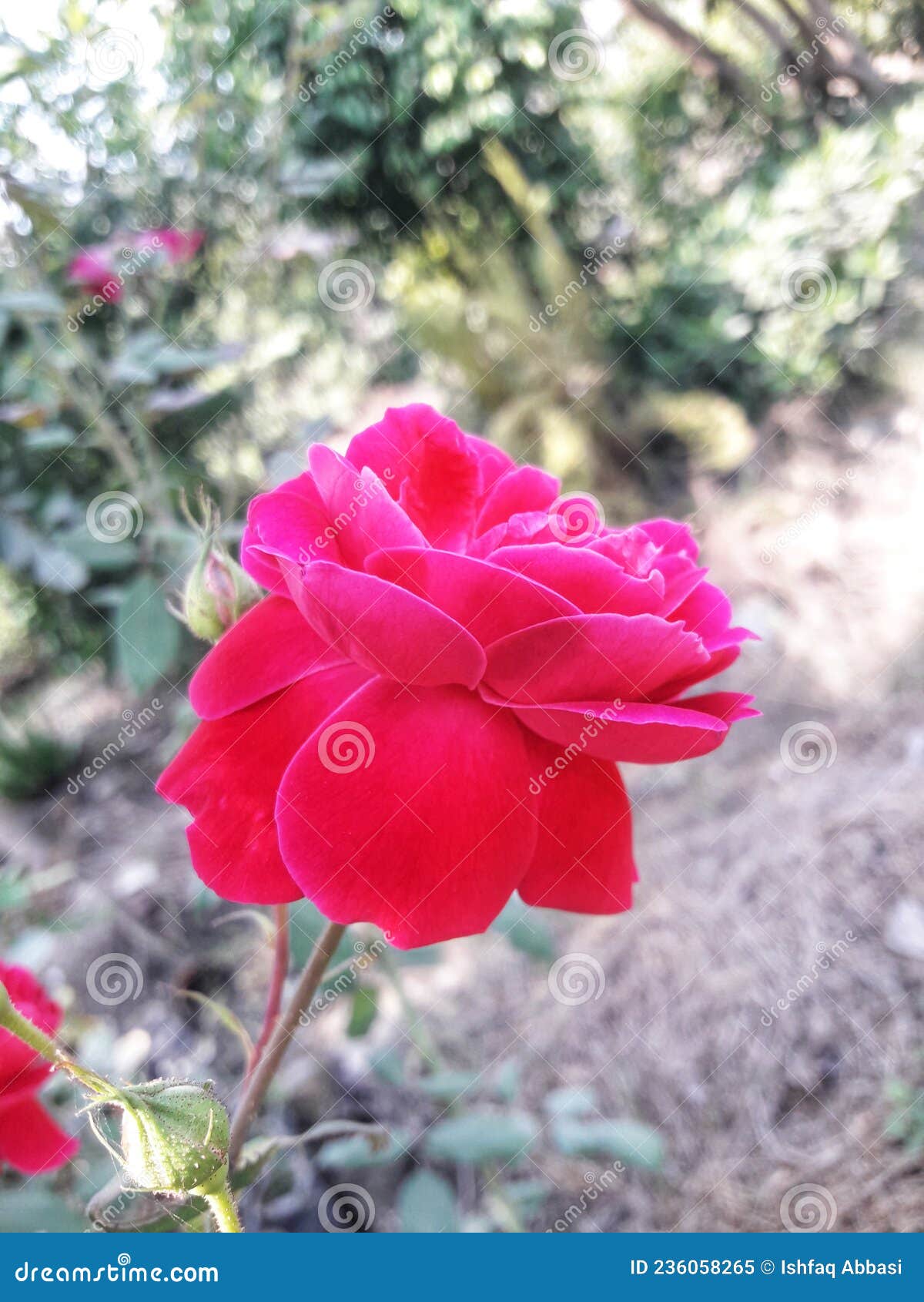 Red Rose Most Beautiful in Pakistan Stock Image - Image of leaf, rose ...
