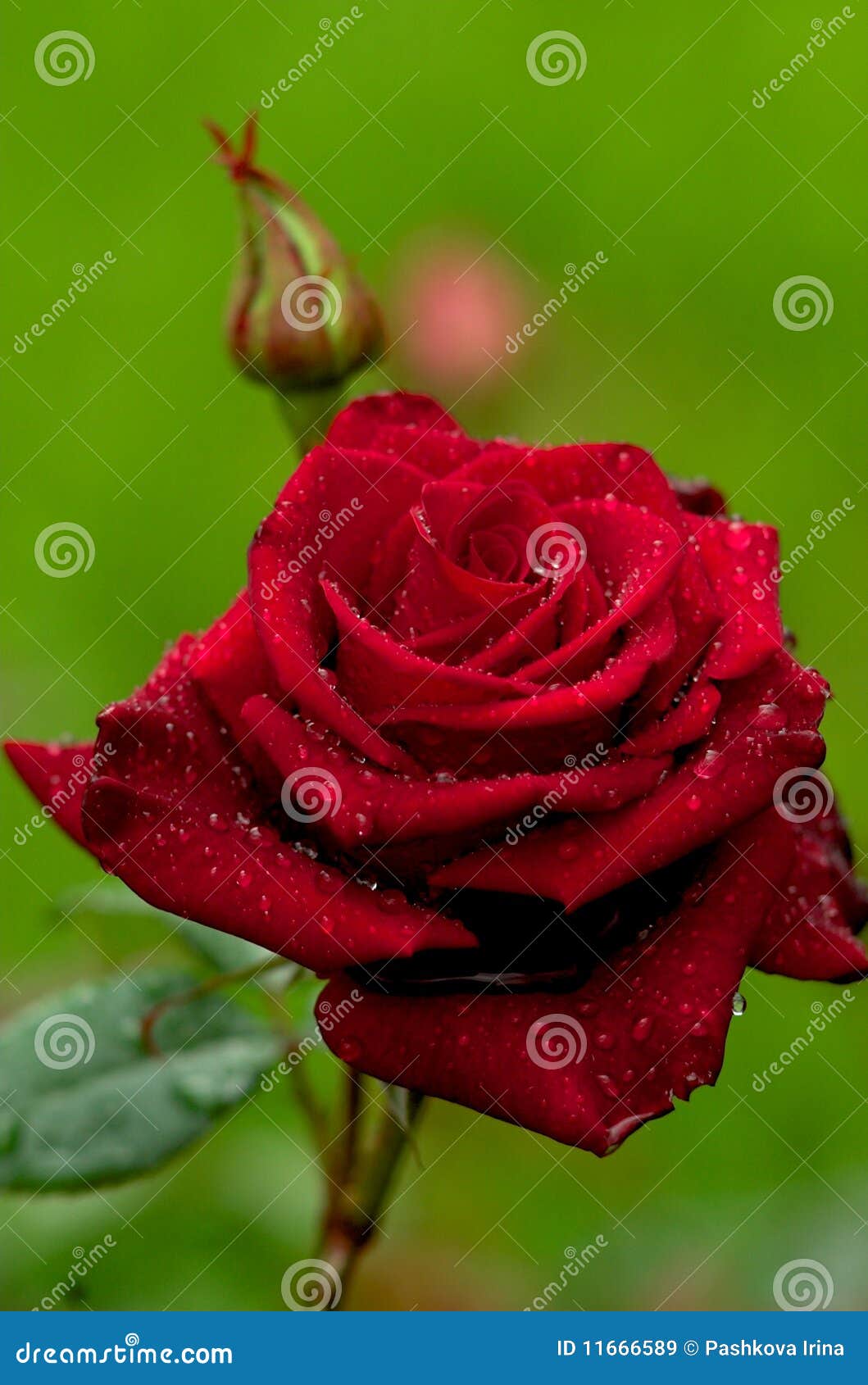 Red Rose on a Mum S Summer Residence Stock Image - Image of leaf ...
