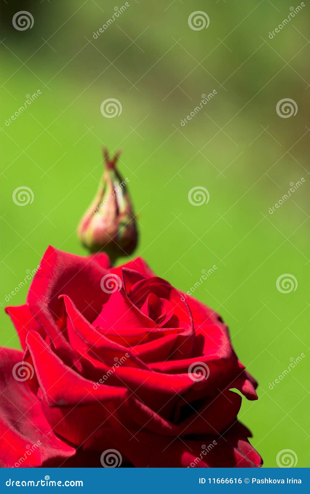Red Rose on a Mum S Summer Residence-2 Stock Photo - Image of ...