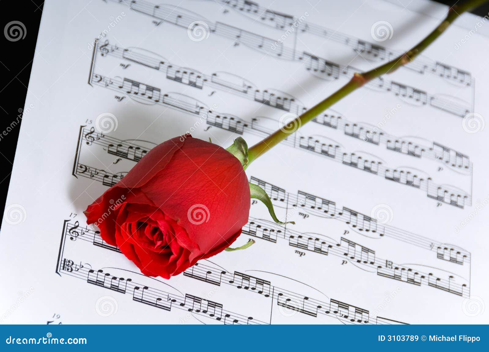 Red rose on music stock image. Image of instrumentation - 3103789