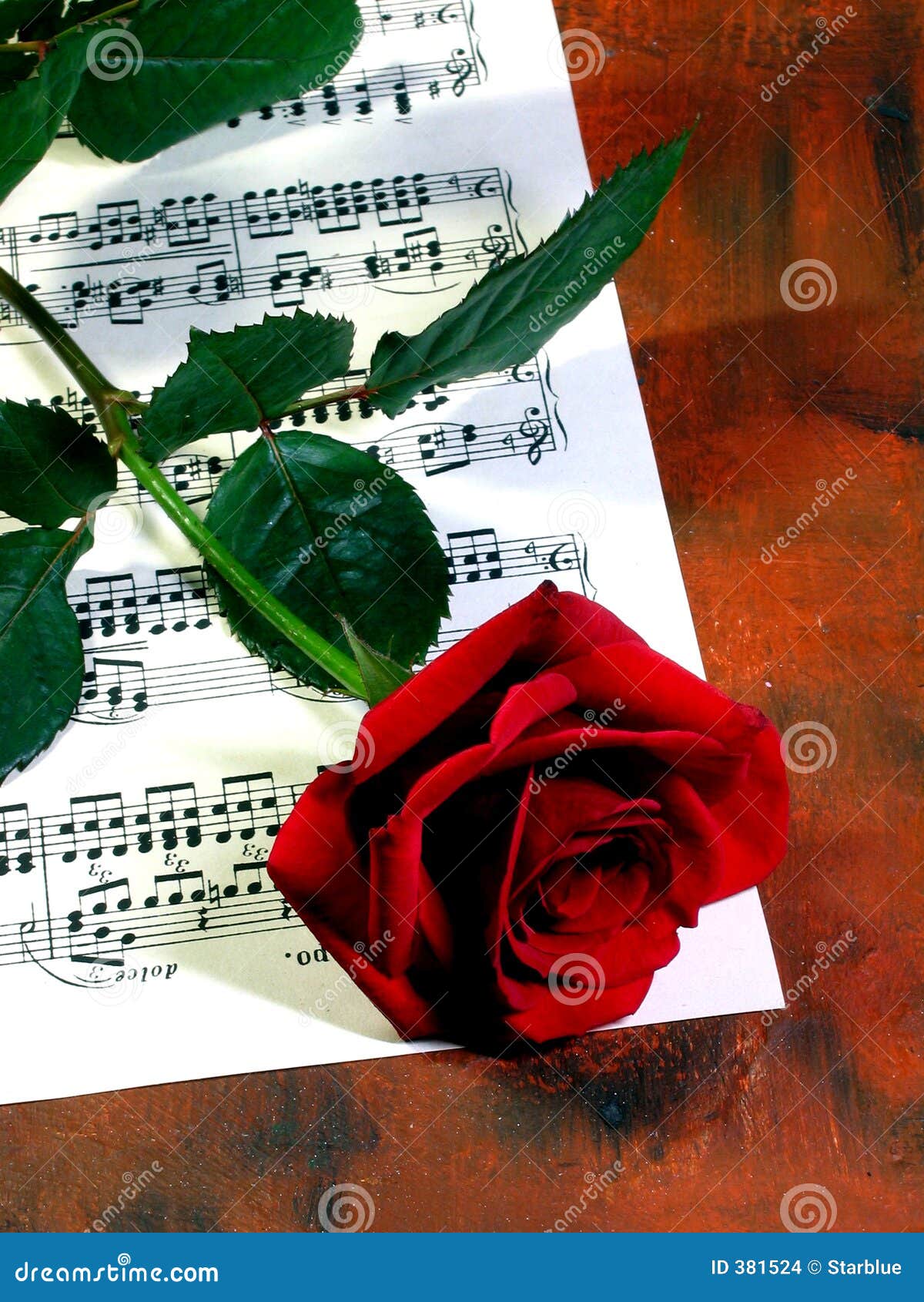 Red rose and music sheet stock photo. Image of passion - 381524