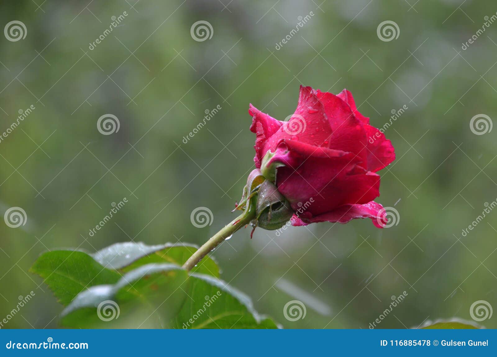Red Rose with Natural Light Stock Photo - Image of holiday, drop: 116885478