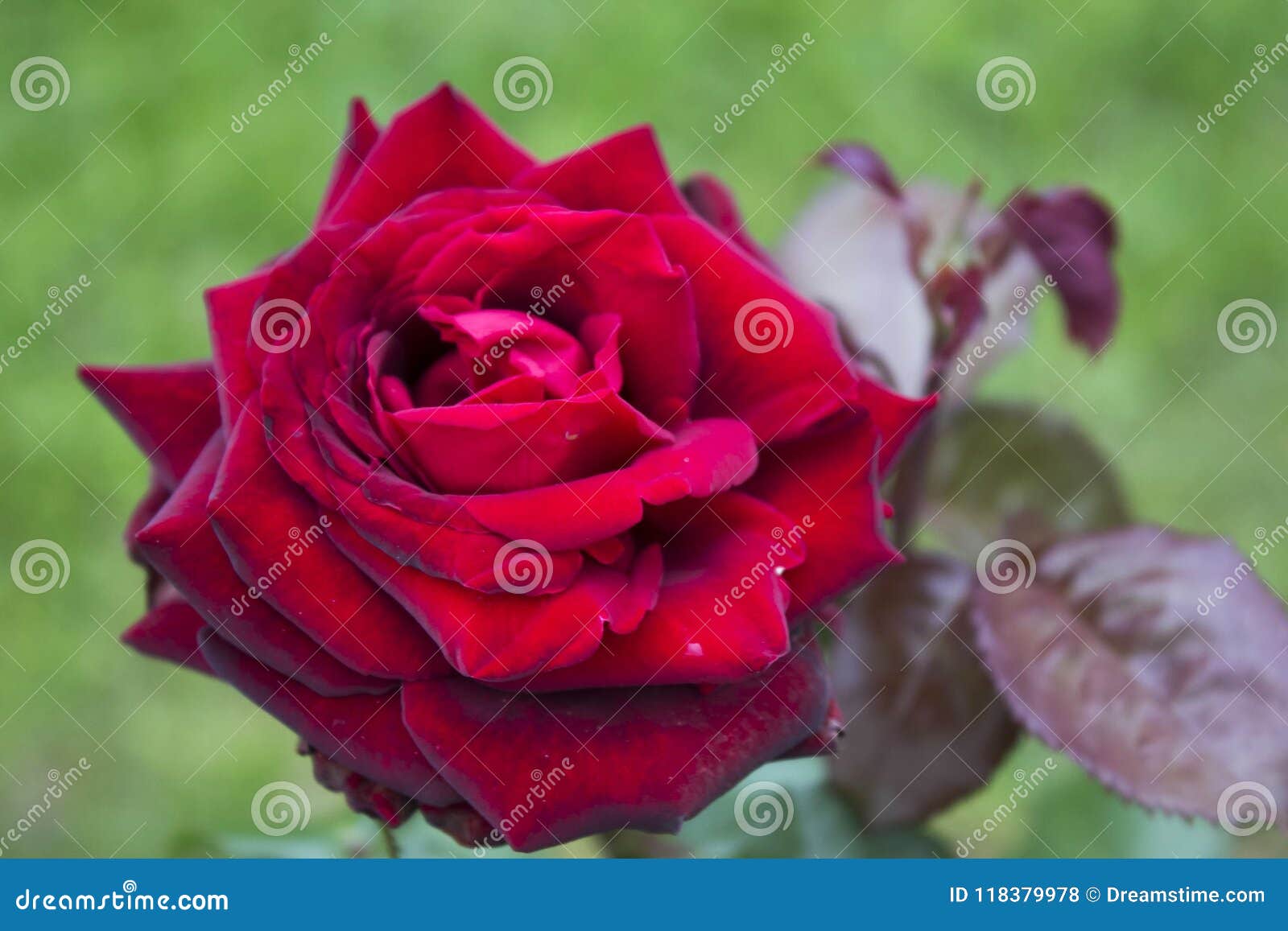 Red rose in nature stock photo. Image of background - 118379978