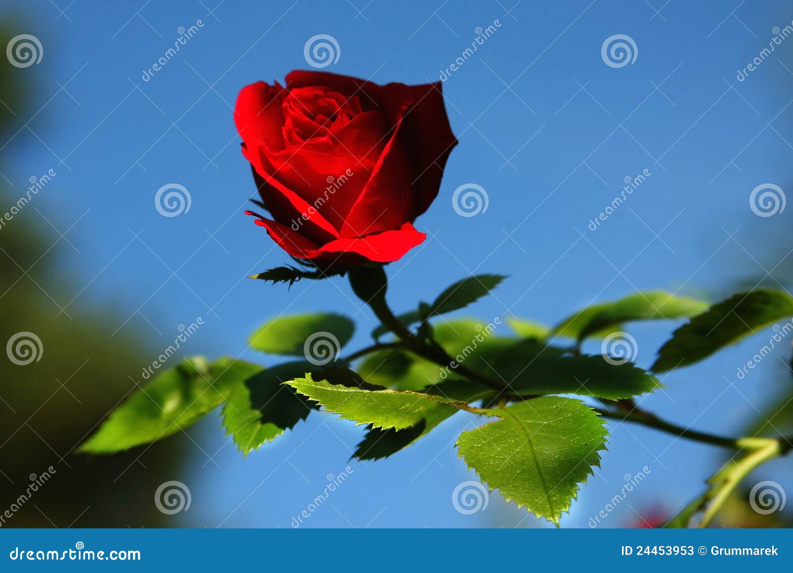 Red Rose in Nature stock image. Image of color, garden - 24453953