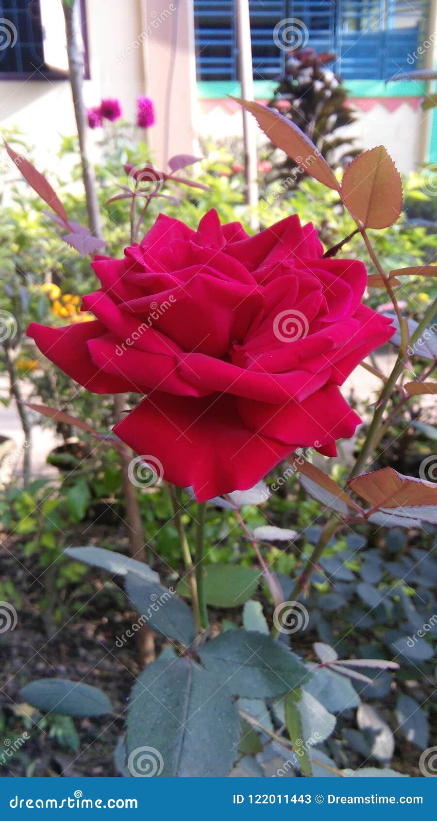 Red rose stock image. Image of rose, collection, nature - 122011443