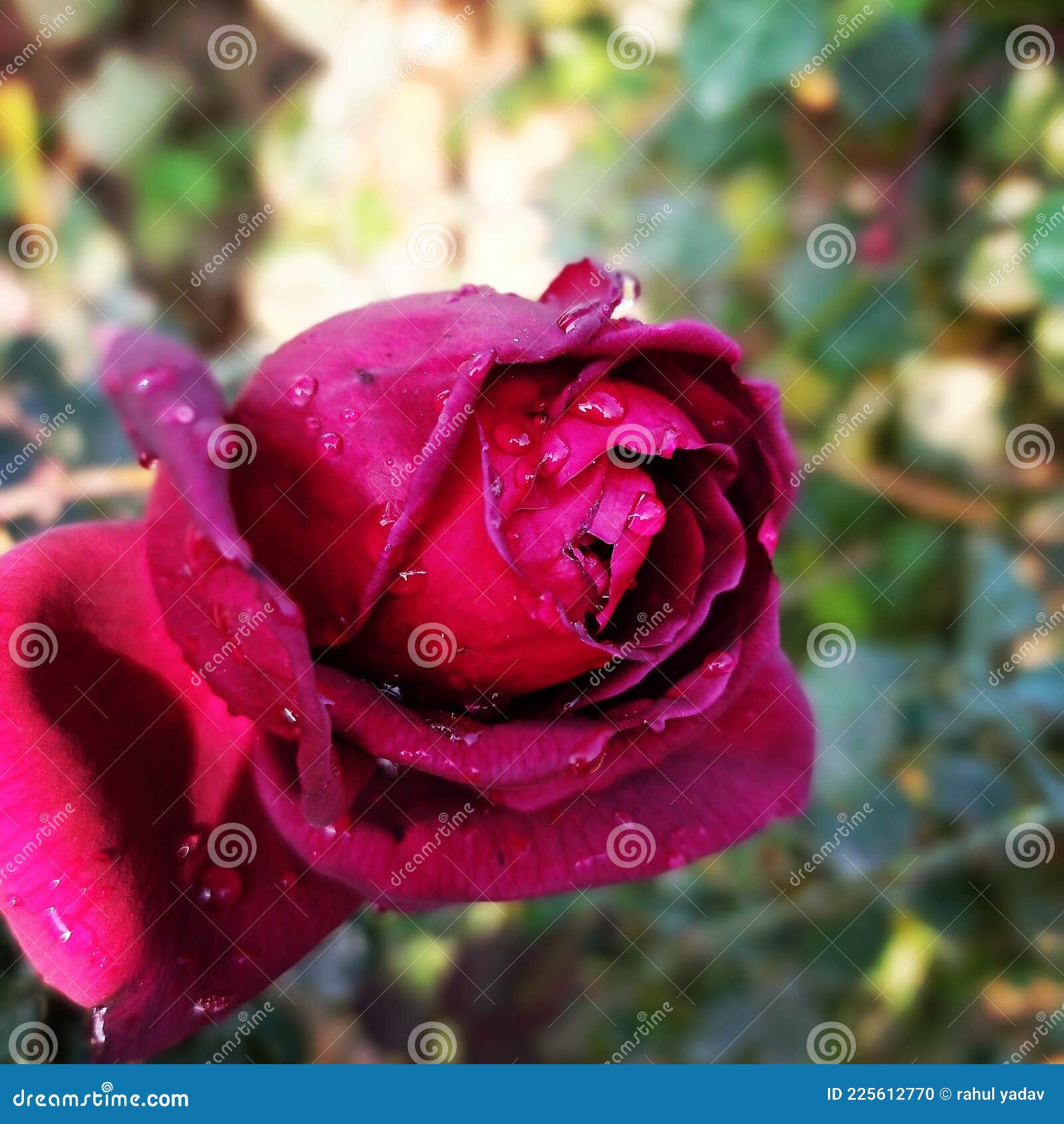 Red rose nature flowers stock photo. Image of love, nature - 225612770