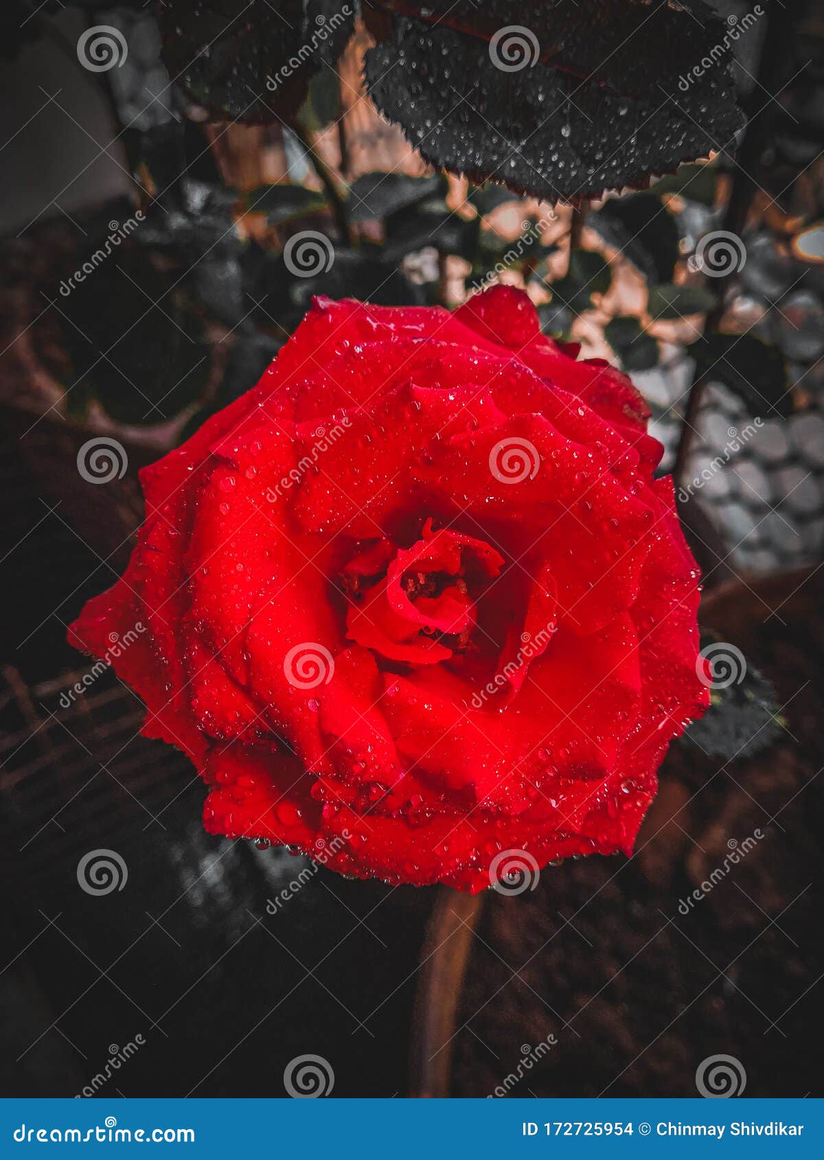 Red Rose Nature HD Wallpaper Stock Photo - Image of flowerhead, beauty ...