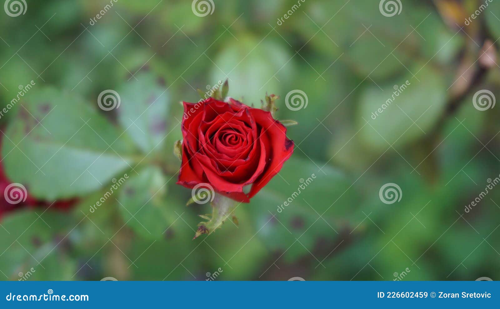 Red rose in Nature stock image. Image of flower, petal - 226602459