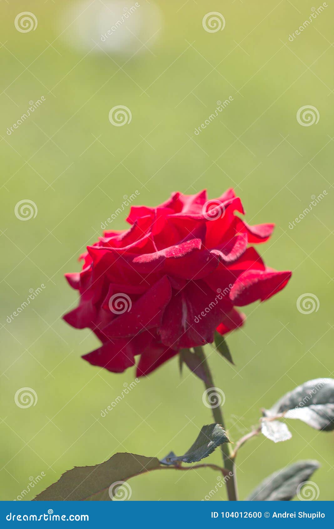 Red rose in nature stock photo. Image of season, garden - 104012600