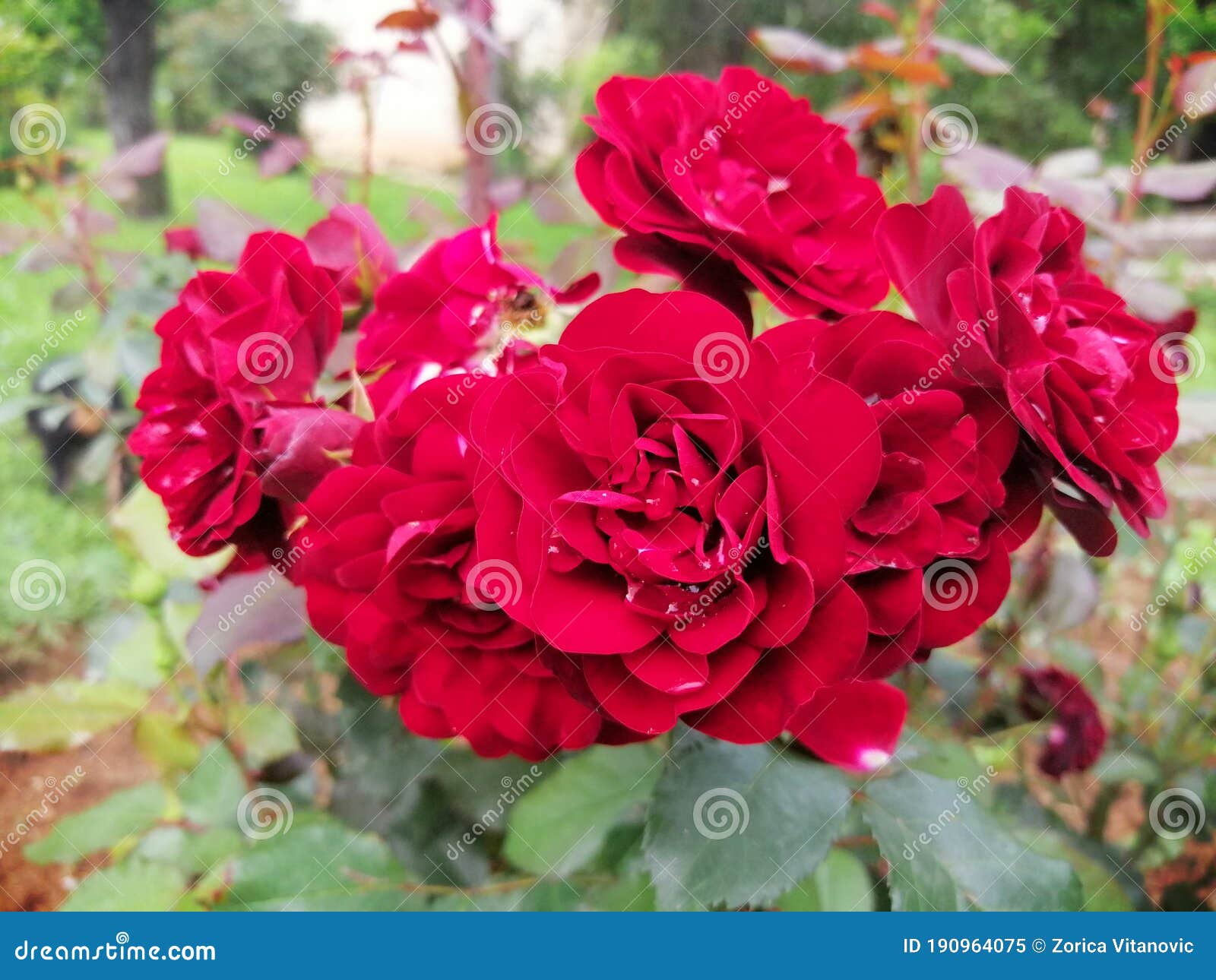 Red rose in nature stock image. Image of peony, shrub - 190964075