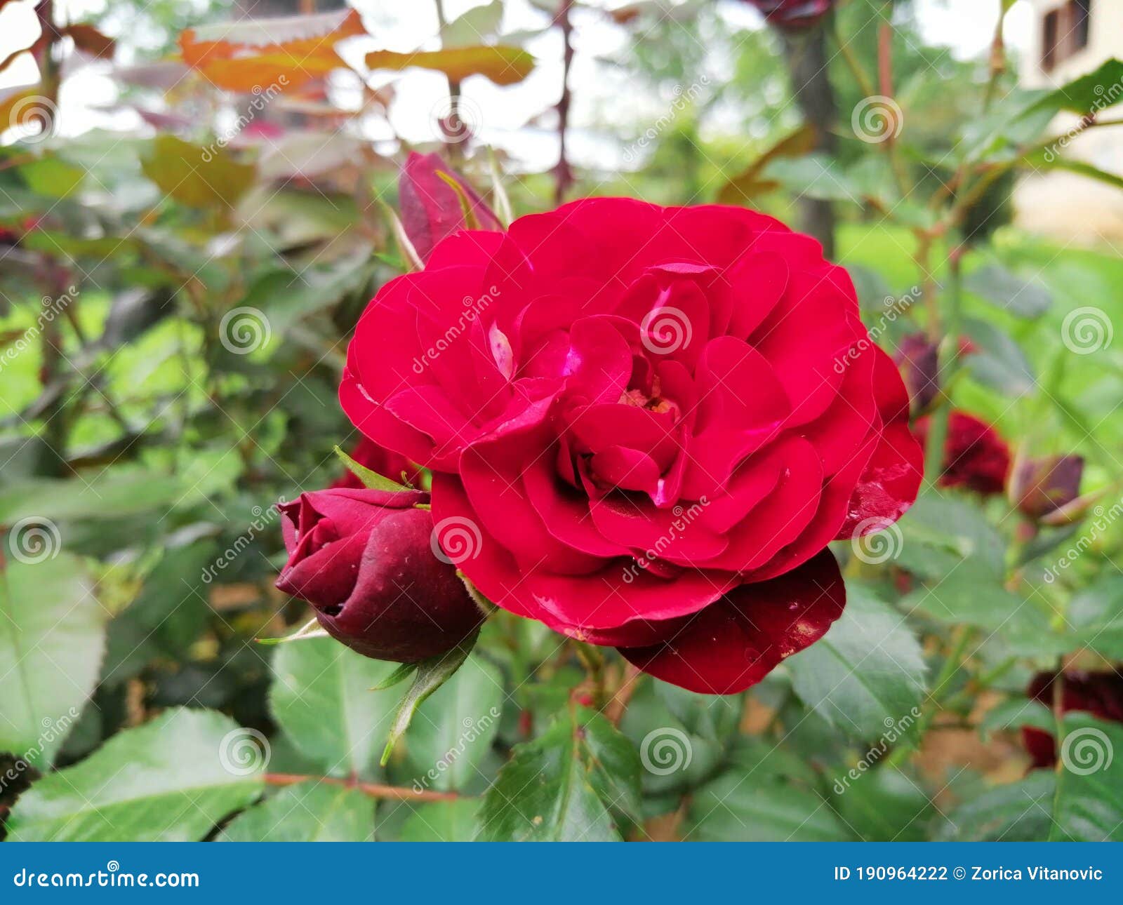 Red rose in nature stock photo. Image of rose, flower - 190964222