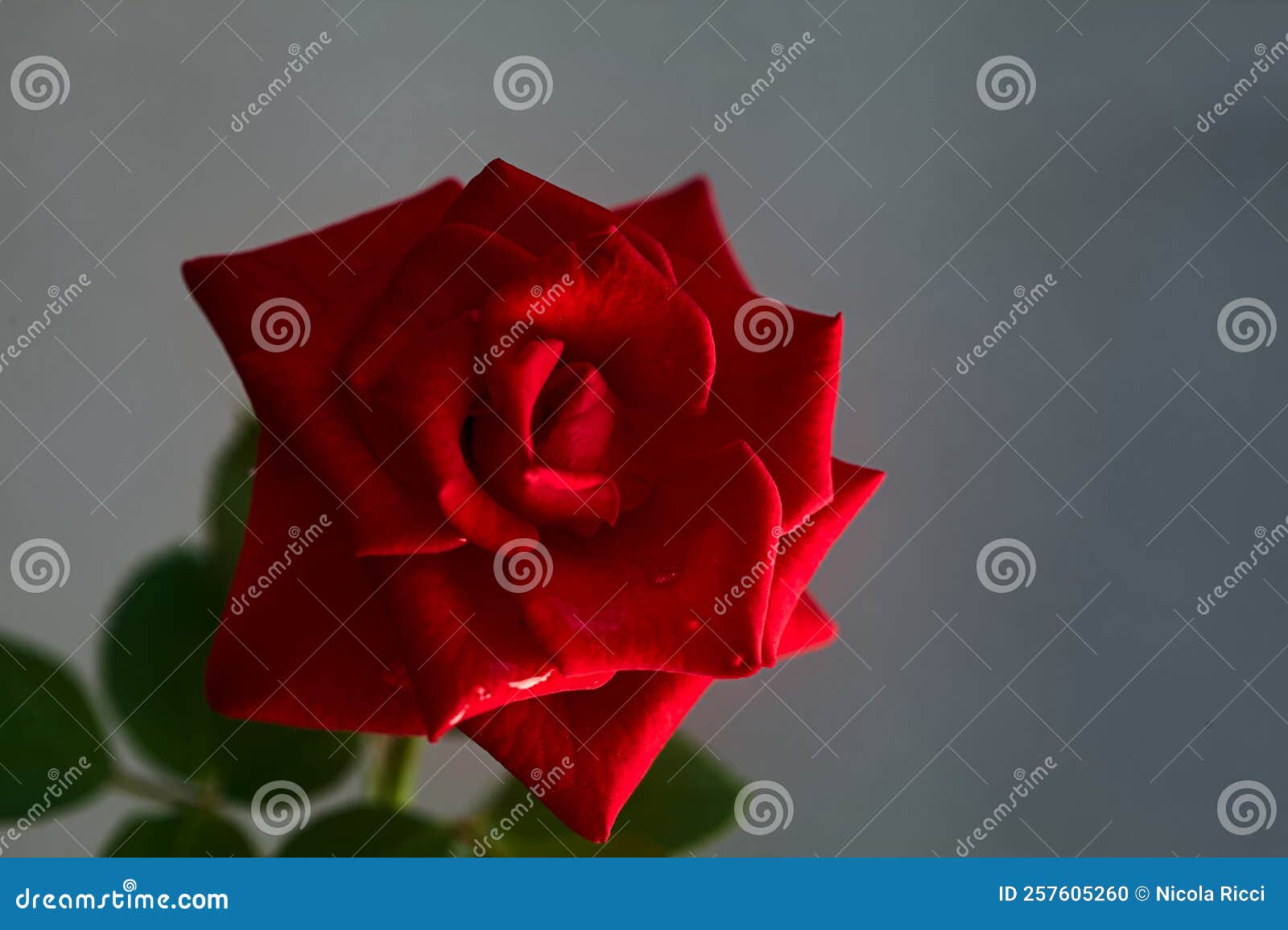 Red Rose on a Neutral Background Seen Up Close Stock Photo - Image of ...