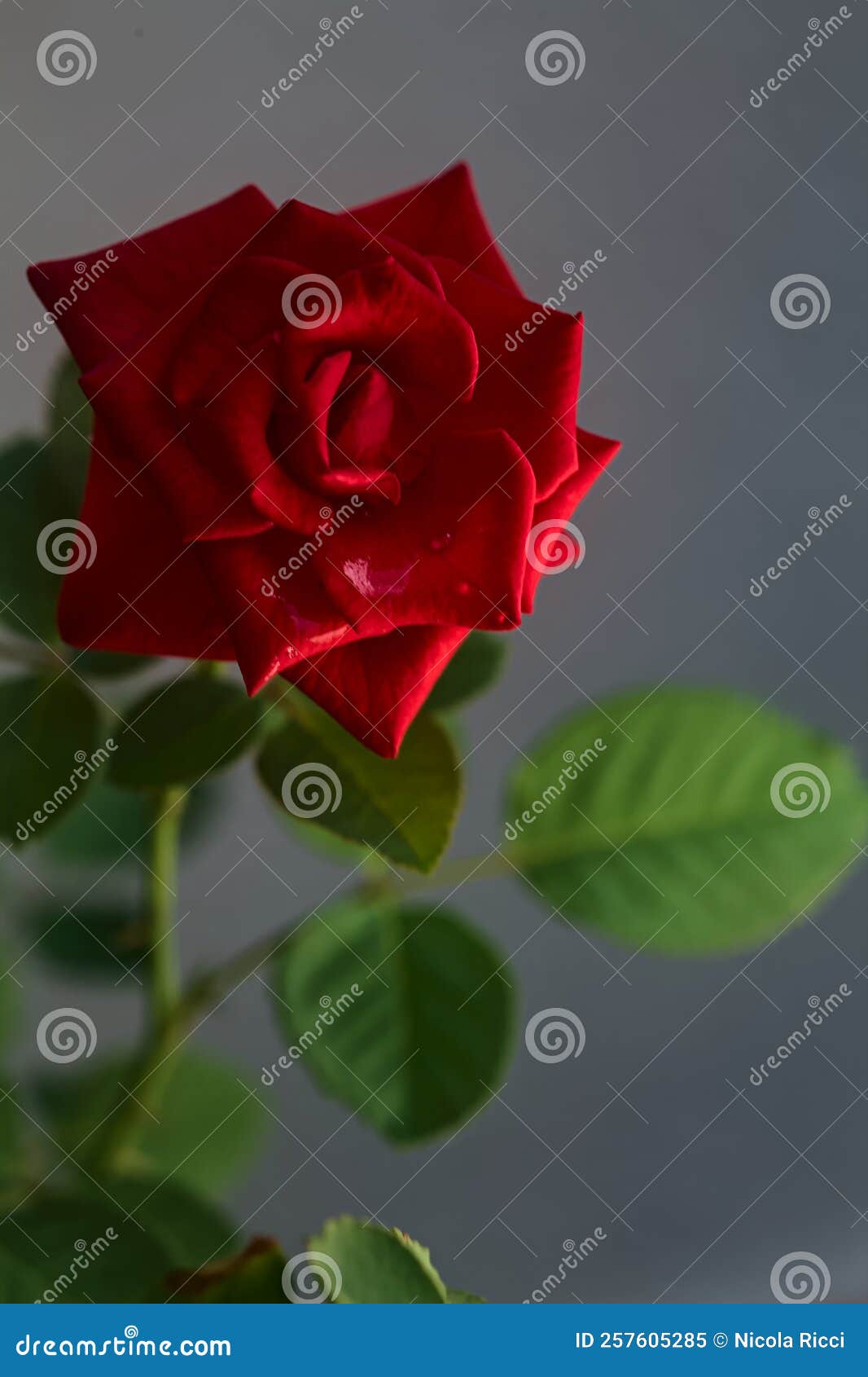 Red Rose on a Neutral Background Seen Up Close Stock Image - Image of ...