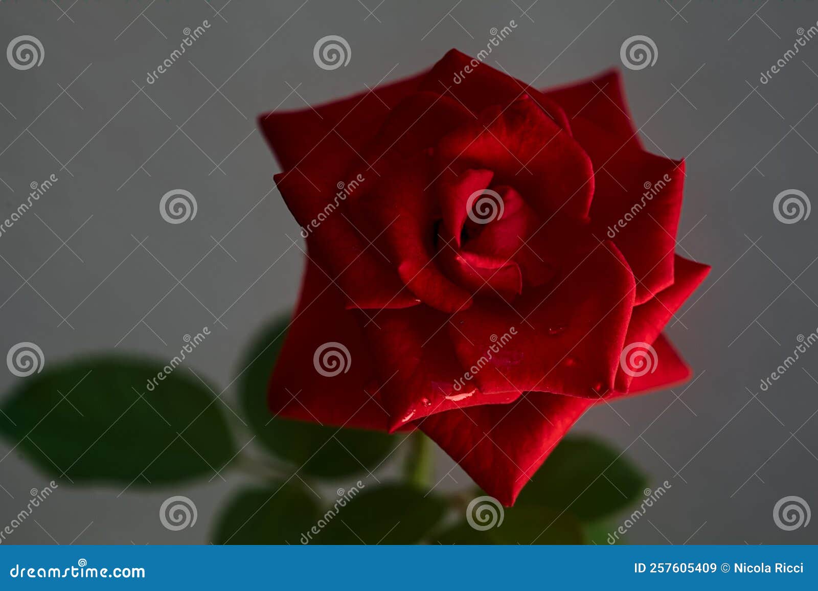 Red Rose on a Neutral Background Seen Up Close Stock Image - Image of ...