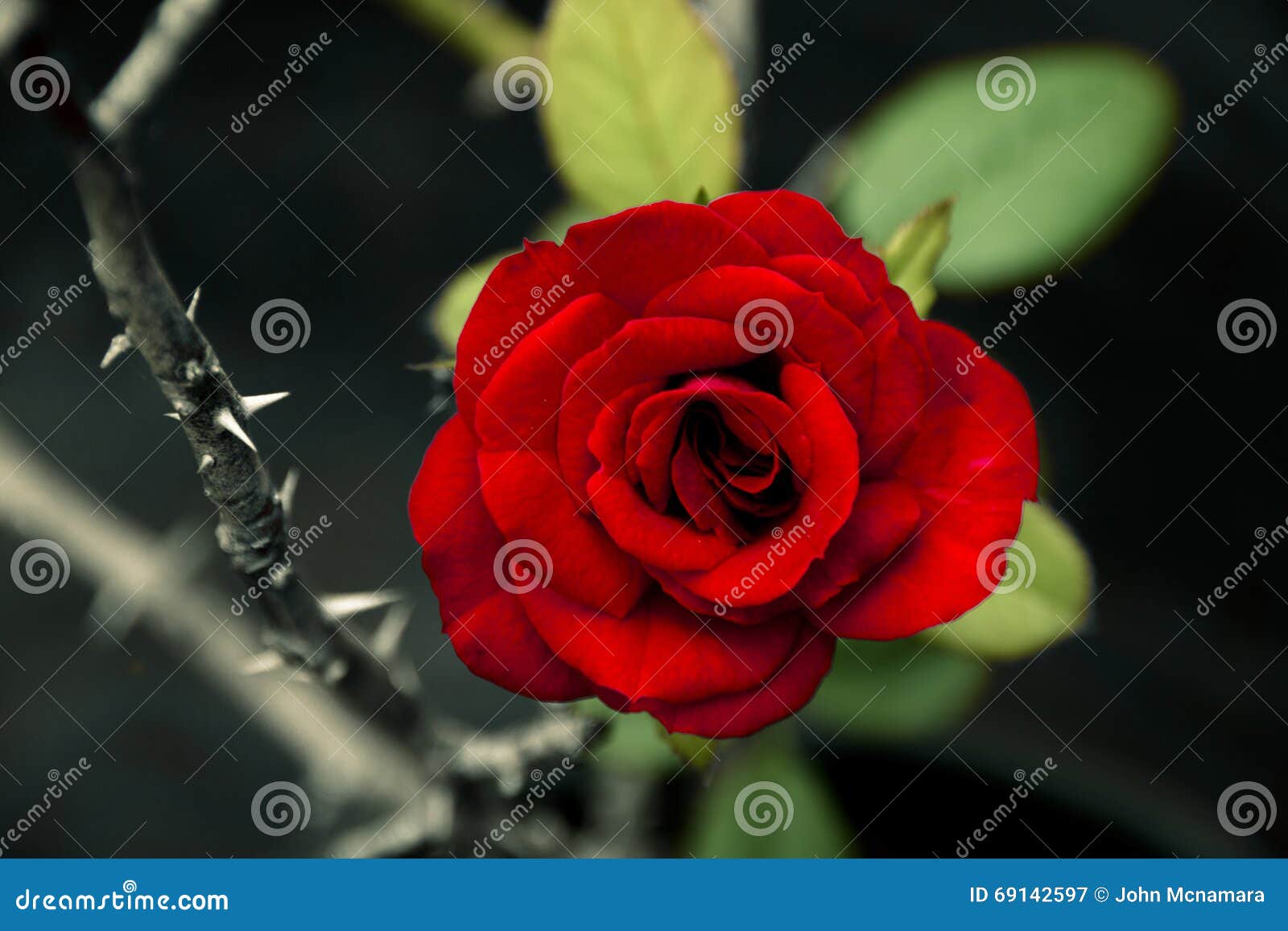 Red Rose Next To Thorny Stem Stock Image - Image of rose, plant: 69142597