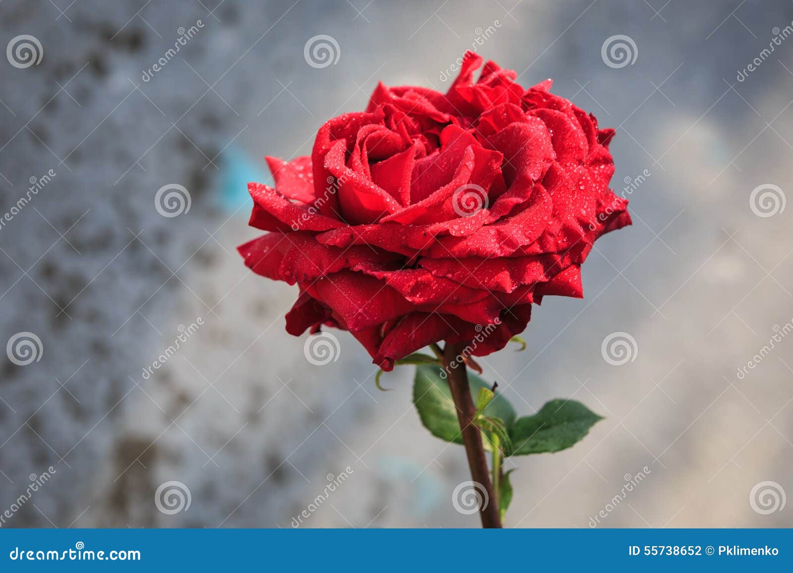 Red rose stock photo. Image of closeup, passion, romantic - 55738652