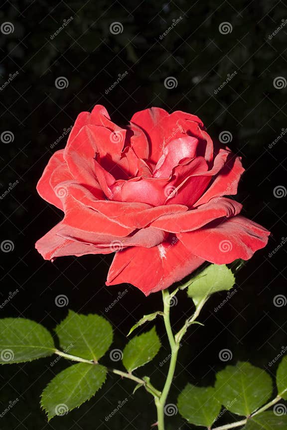 Red rose stock photo. Image of petals, nice, rose, dark - 54811990