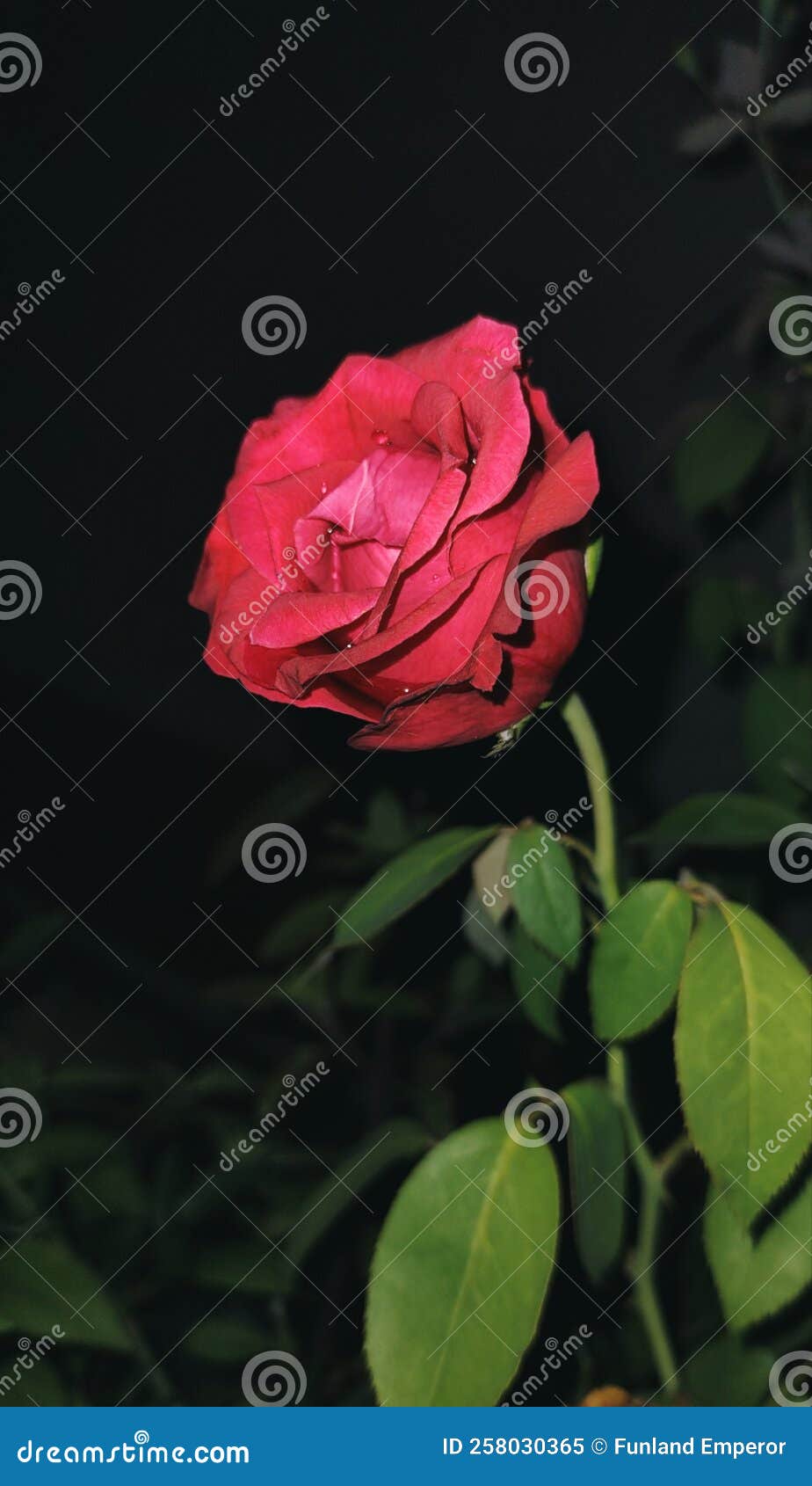 Red Rose Night and Dark Shot Beautiful Wallpaper Stock Image - Image of ...