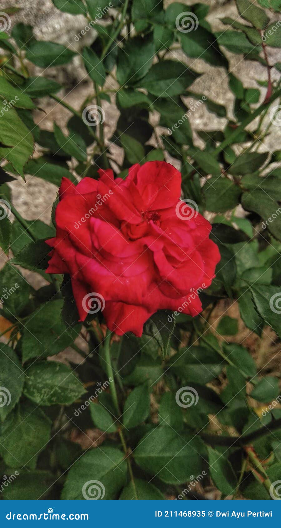 Red rose from normal angle stock image. Image of flower - 211468935