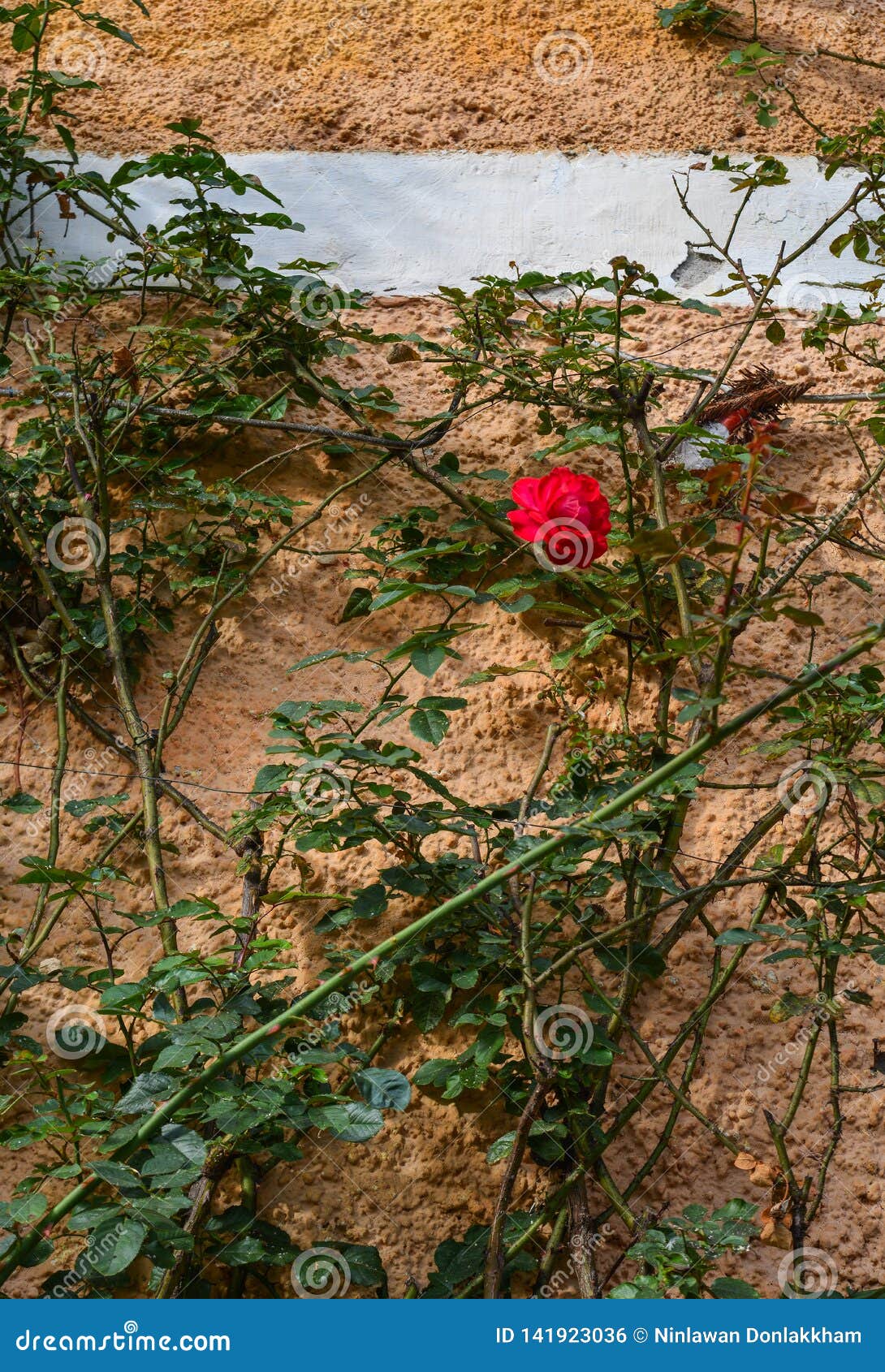 Red Rose on the Old Brick Wall Stock Photo - Image of rural, bush ...