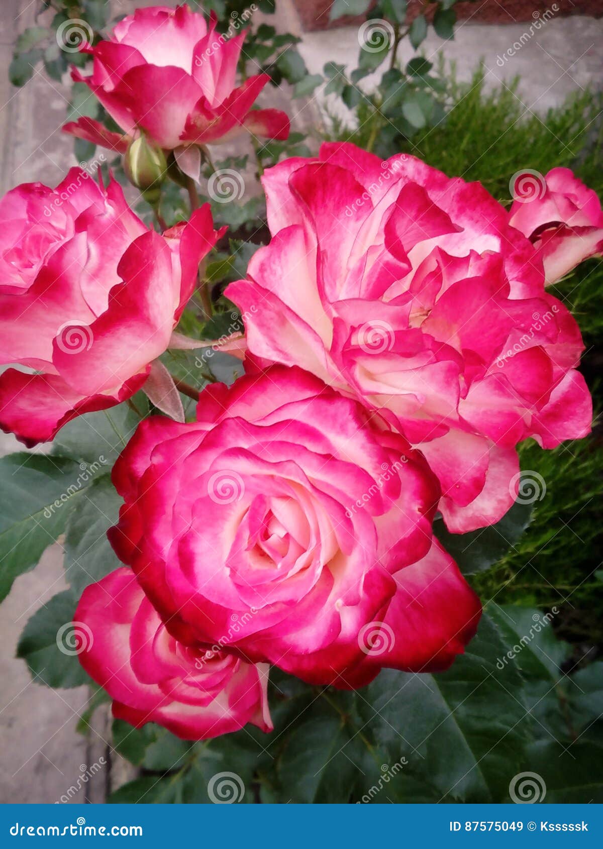 Red Rose stock image. Image of england, green, close - 87575049