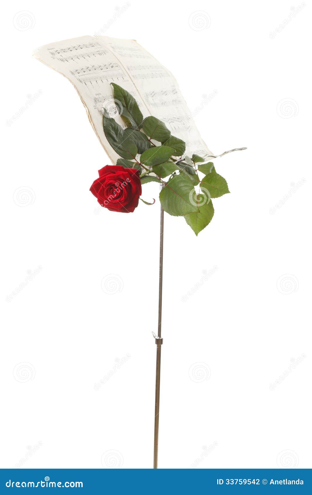 Red Rose and Old Notes Sheet Music Stock Photo - Image of diagonal ...