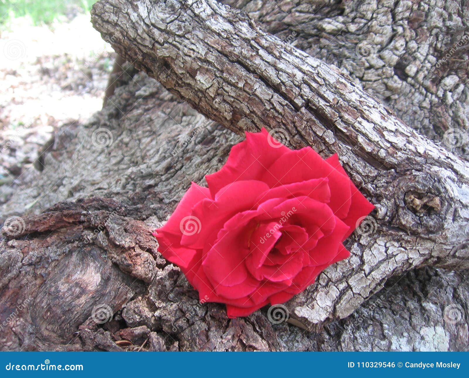 Red Rose on a old oak tree stock photo. Image of tree - 110329546