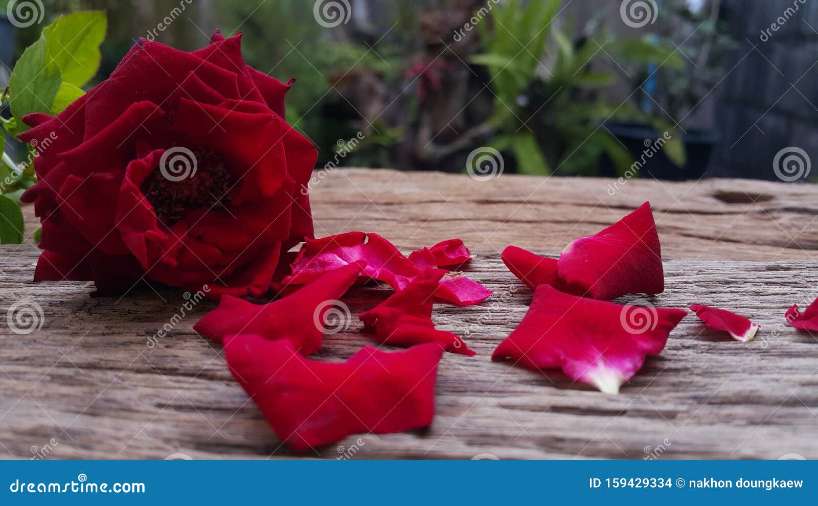 Red Rose on Old Wood in Garden Stock Photo - Image of wood, garden ...