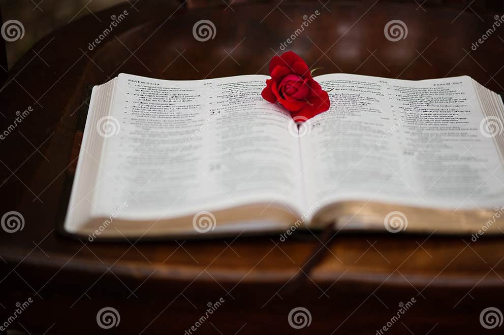 Red Rose in Open Bible stock image. Image of still, book - 70147019