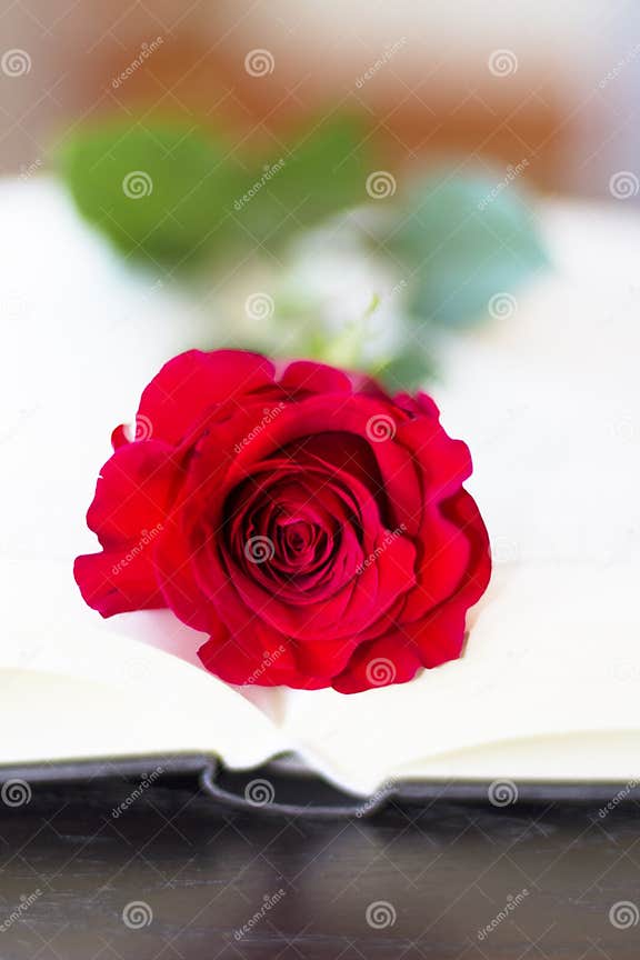 Red rose on the open book stock photo. Image of gospel - 40209262