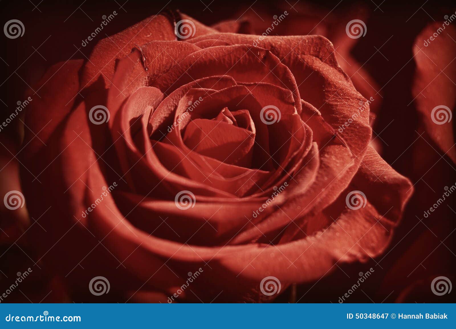 Red Rose Fully Open stock image. Image of flora, floral - 50348647