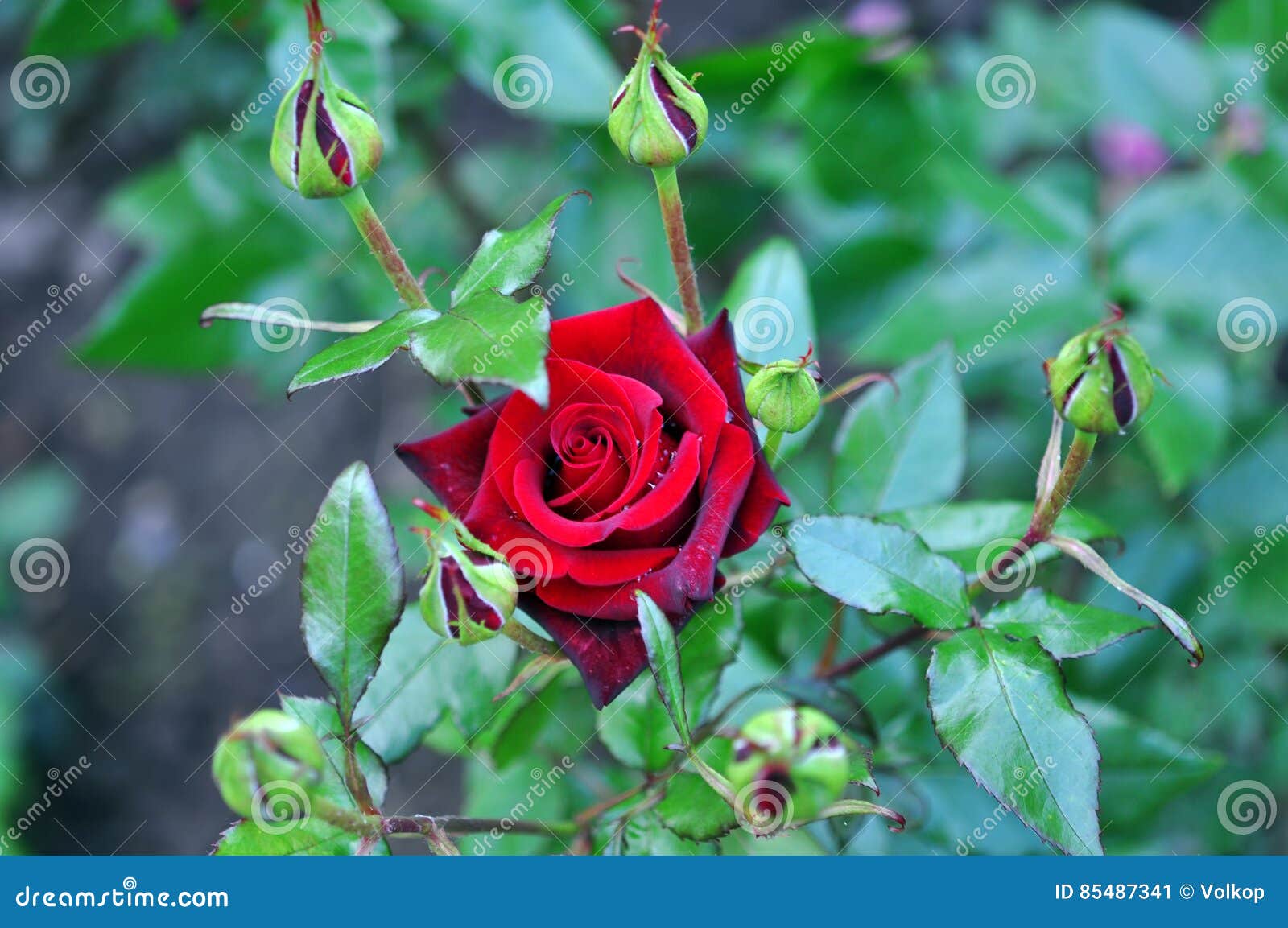 Red Rose Outdoor stock image. Image of leaf, floral, beauty - 85487341