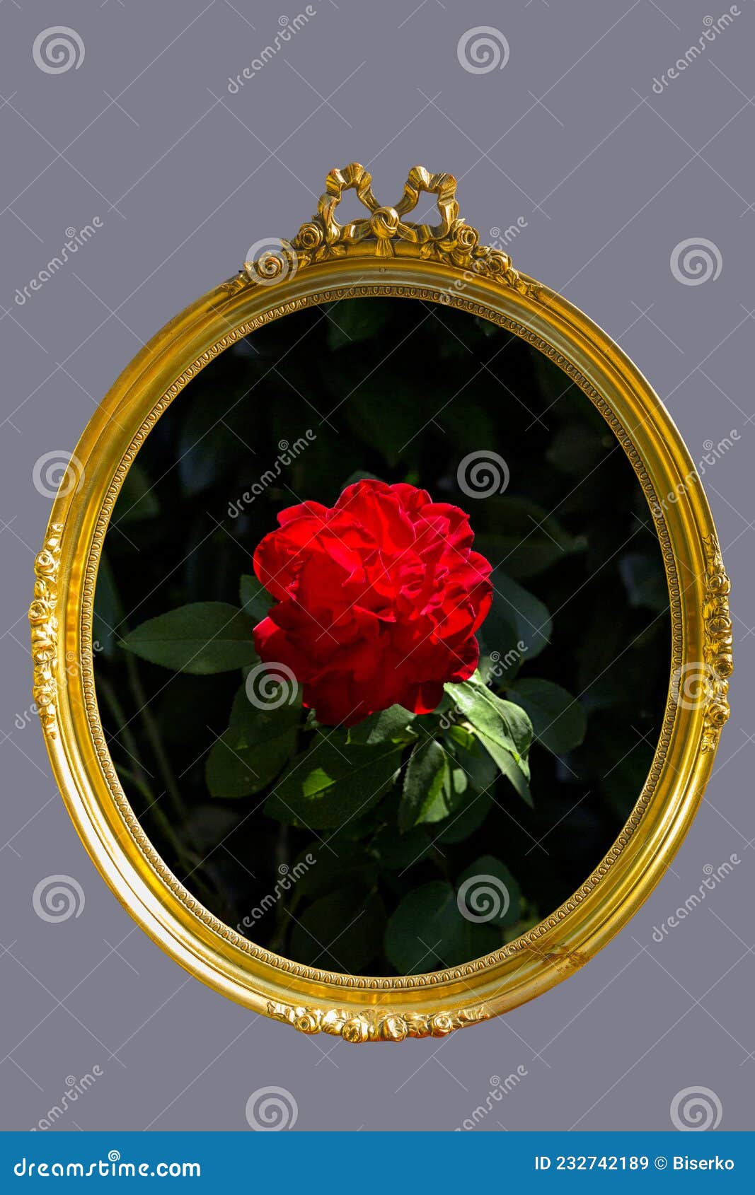 Red rose in the oval frame stock image. Image of gift - 232742189