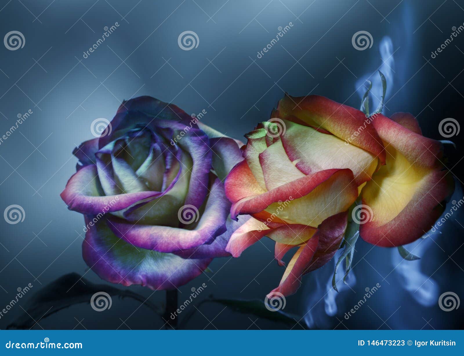 Red Rose Painted by Light and Its Reflection on a Blue Background Stock ...