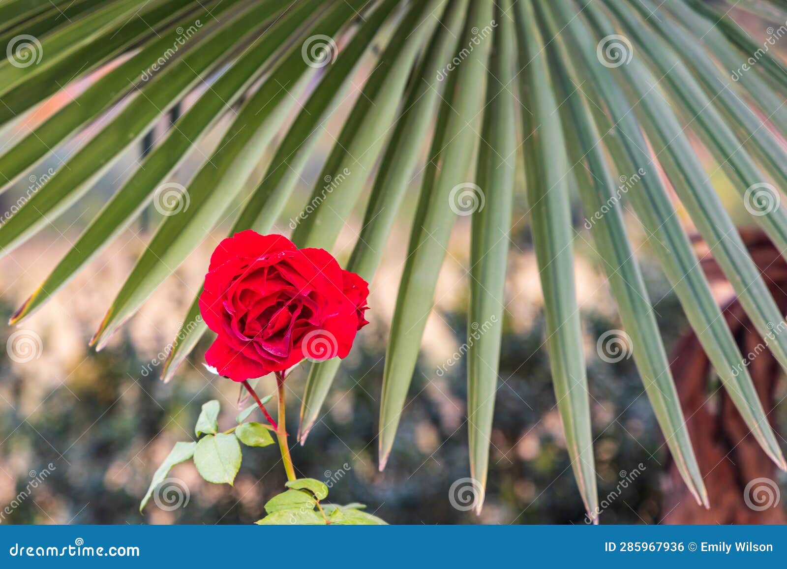 Red rose and a palm leaf stock photo. Image of late - 285967936