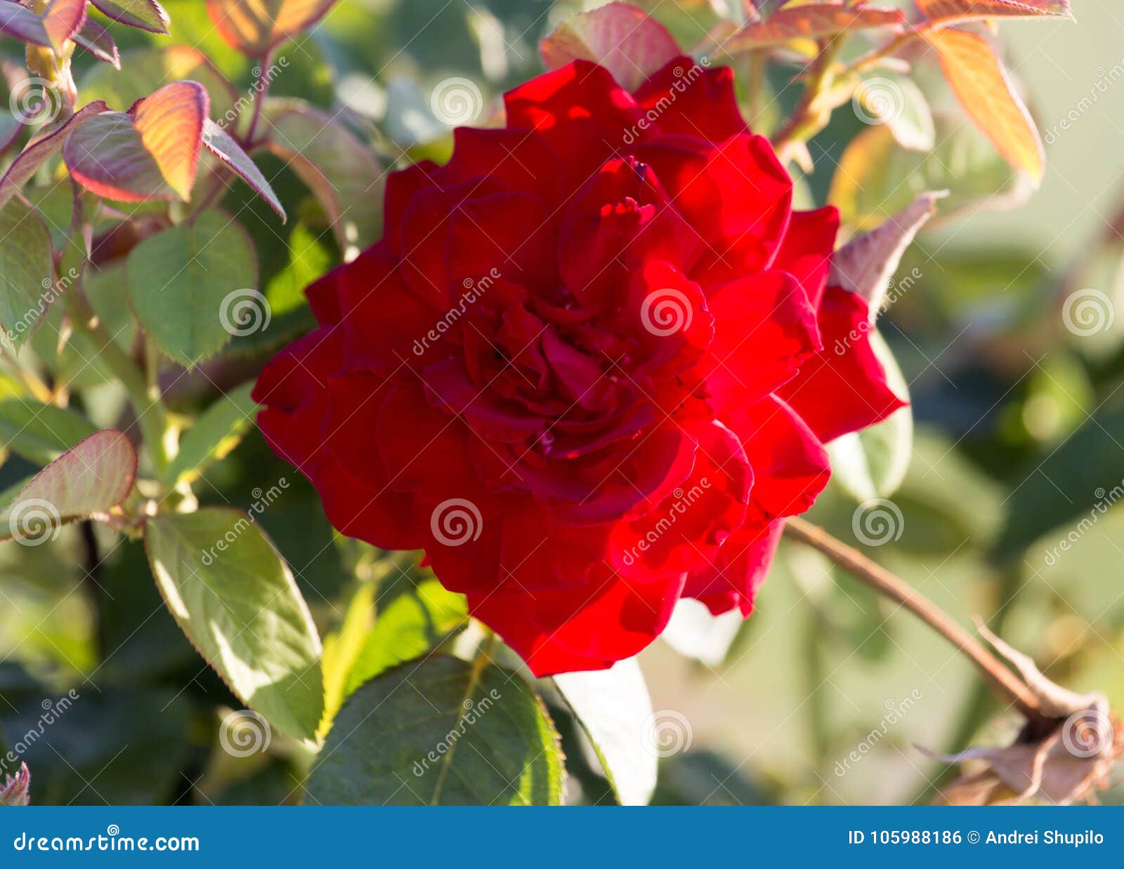 Red Rose in a Park on the Nature Stock Photo - Image of summer, bush ...