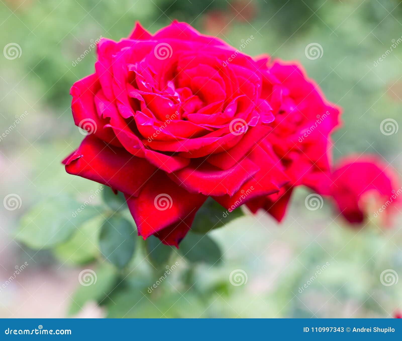 Red Rose in a Park on the Nature Stock Image - Image of nature, park ...