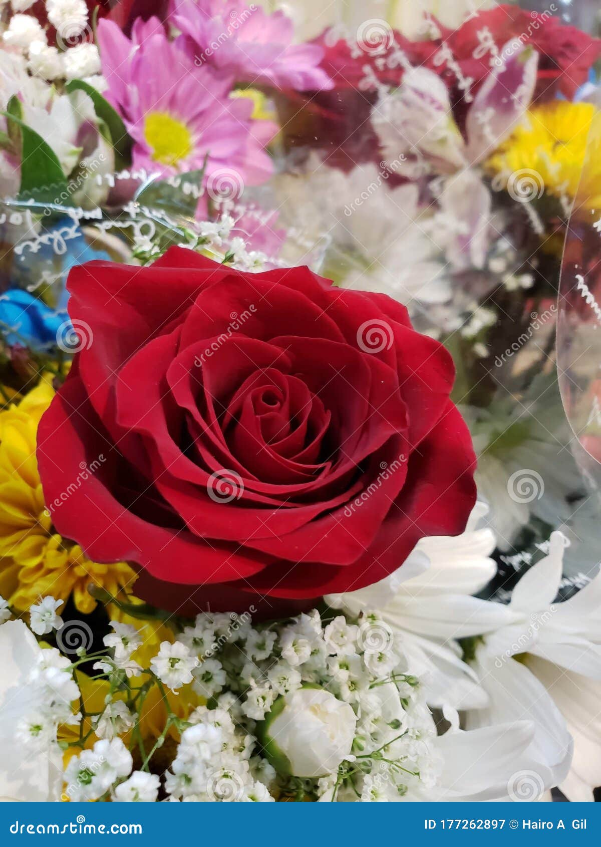 Red Rose passion stock image. Image of nature, flower - 177262897