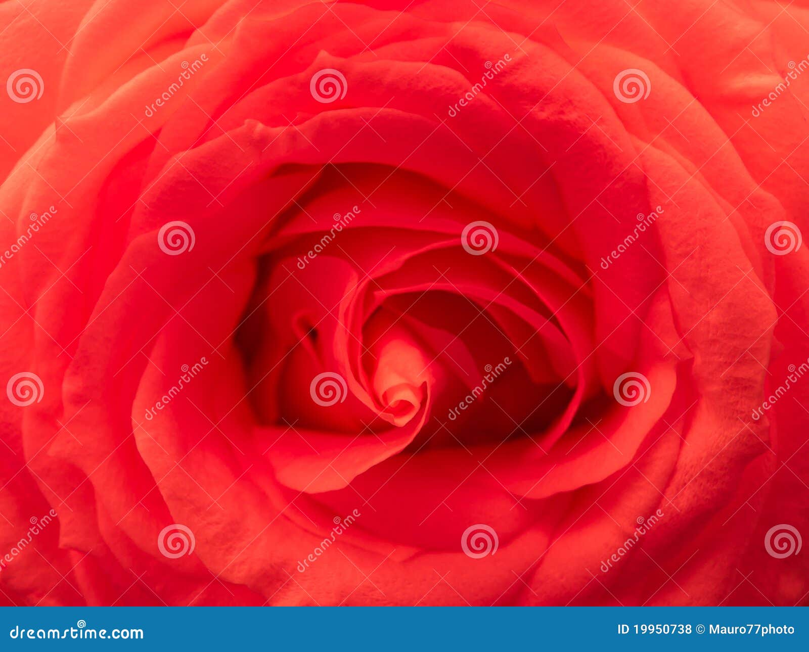 Red Rose passion stock photo. Image of flora, affection - 19950738
