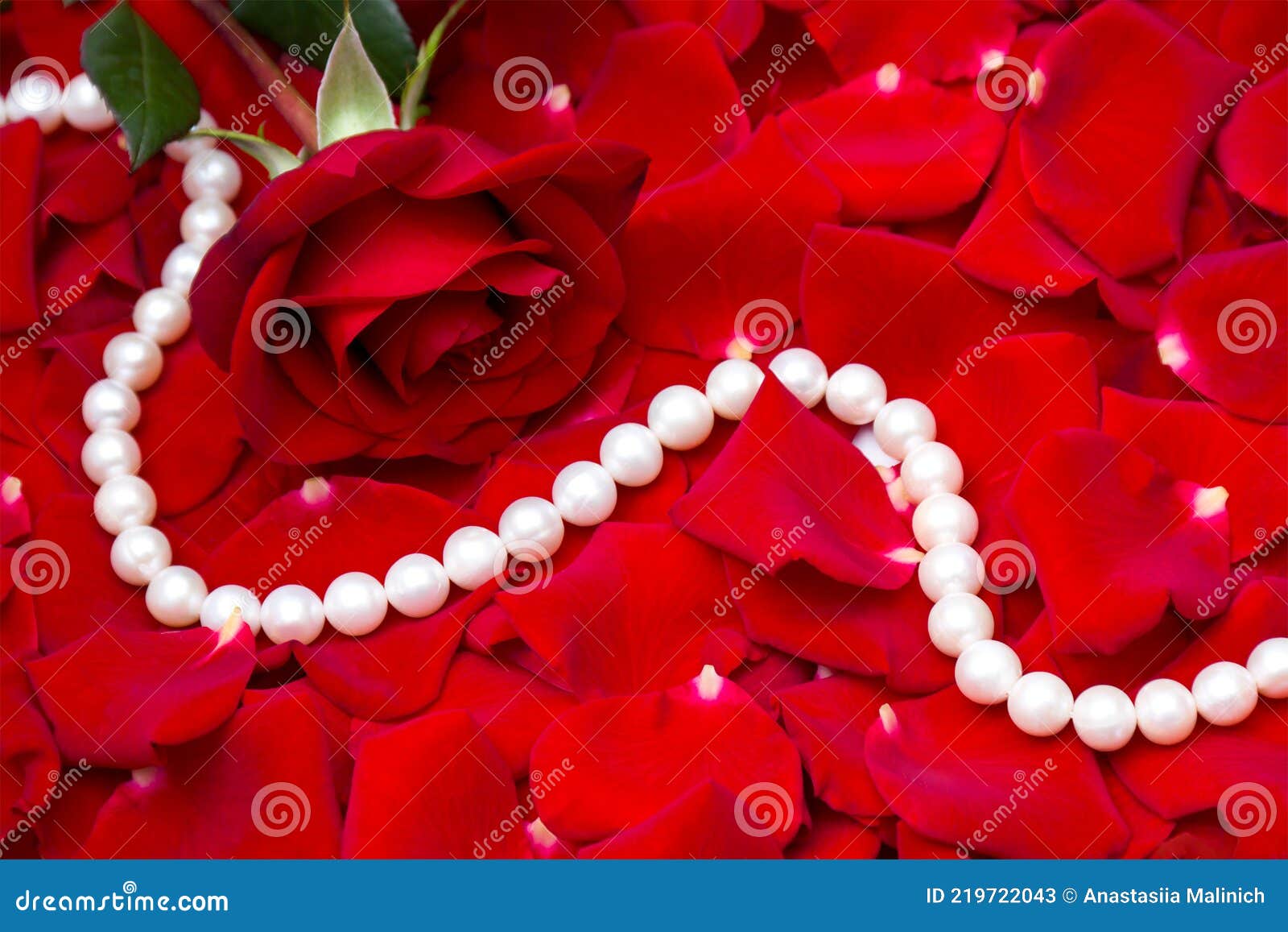 Red Rose and Pearls on Petals Red Roses Background Stock Image - Image ...