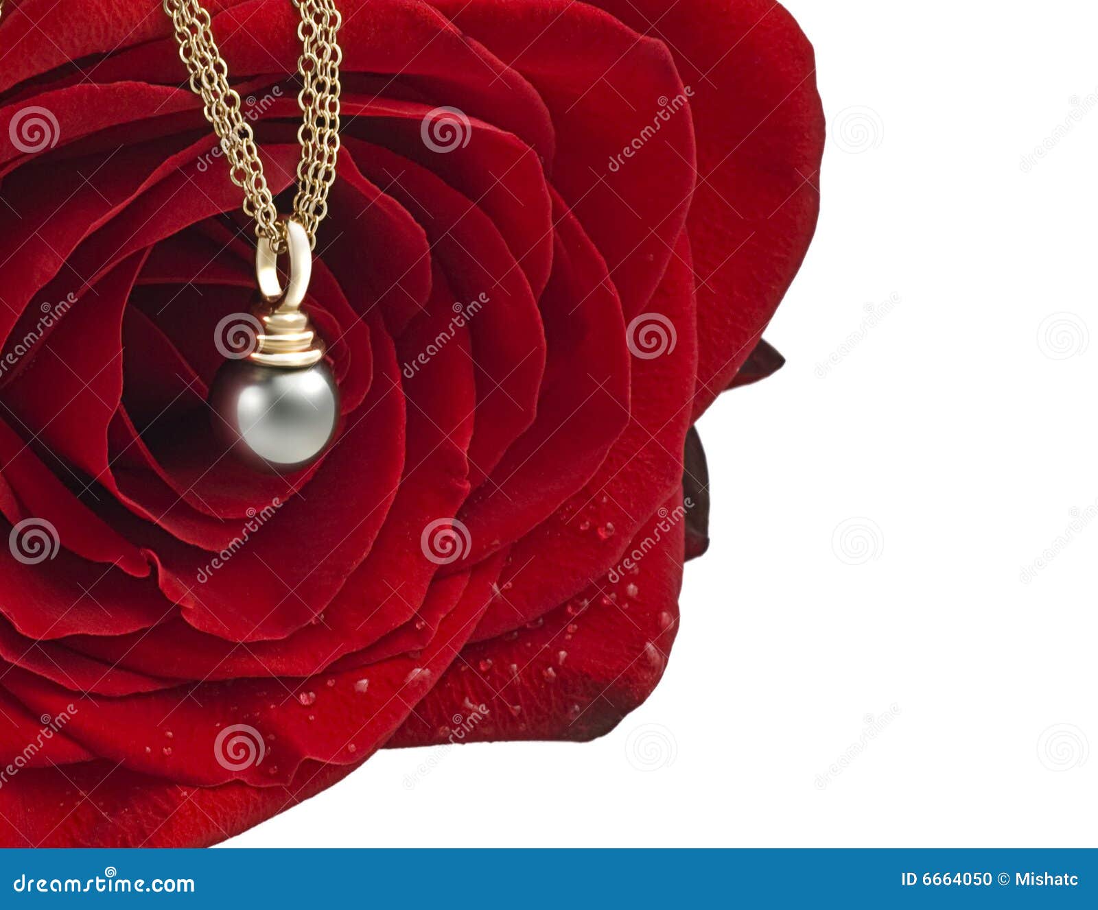 Red rose with pearl stock photo. Image of luxury, celebrate - 6664050