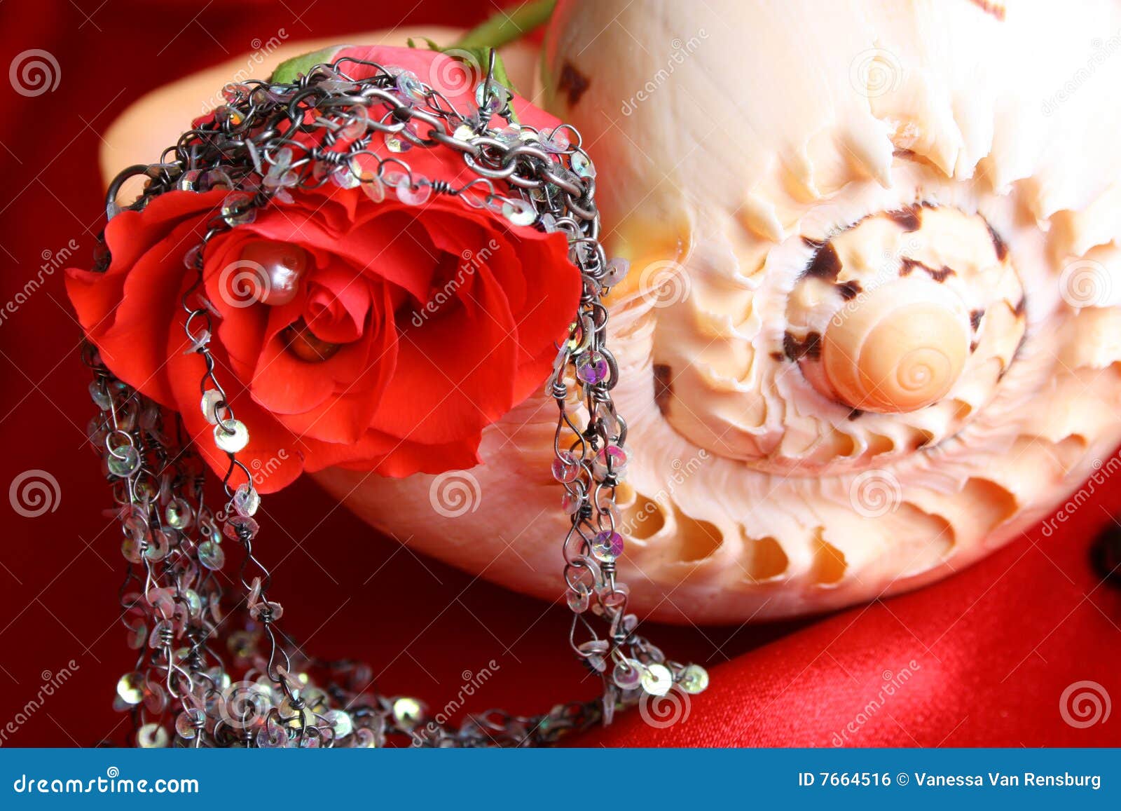 Red Rose Pearl stock photo. Image of 14th, seashell, petals - 7664516