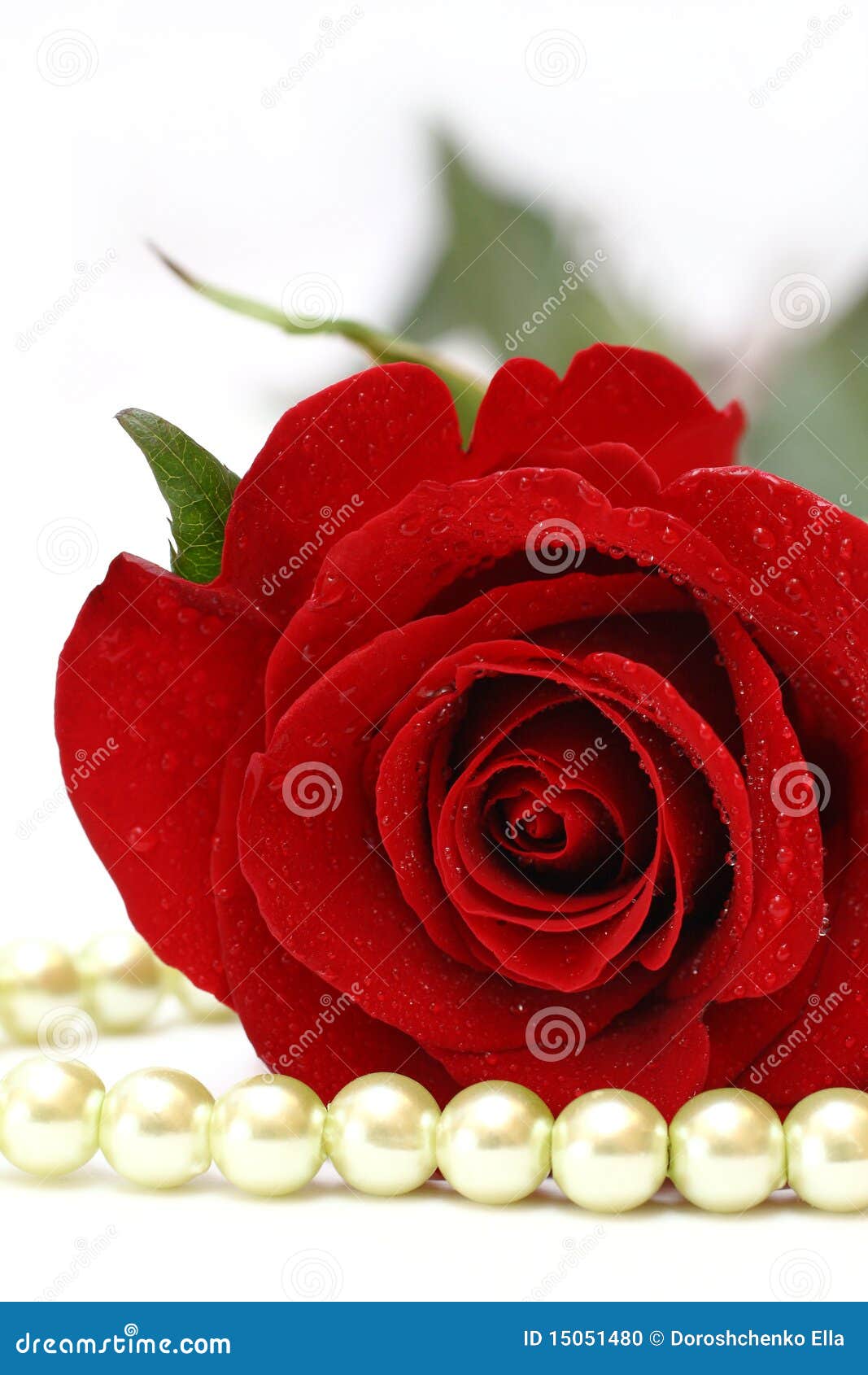 Red wet rose and pearls stock photo. Image of flower - 15051480