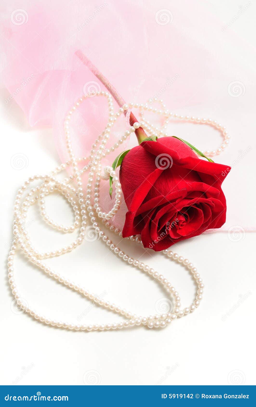 Red Rose and pearls stock photo. Image of passionate, romance - 5919142