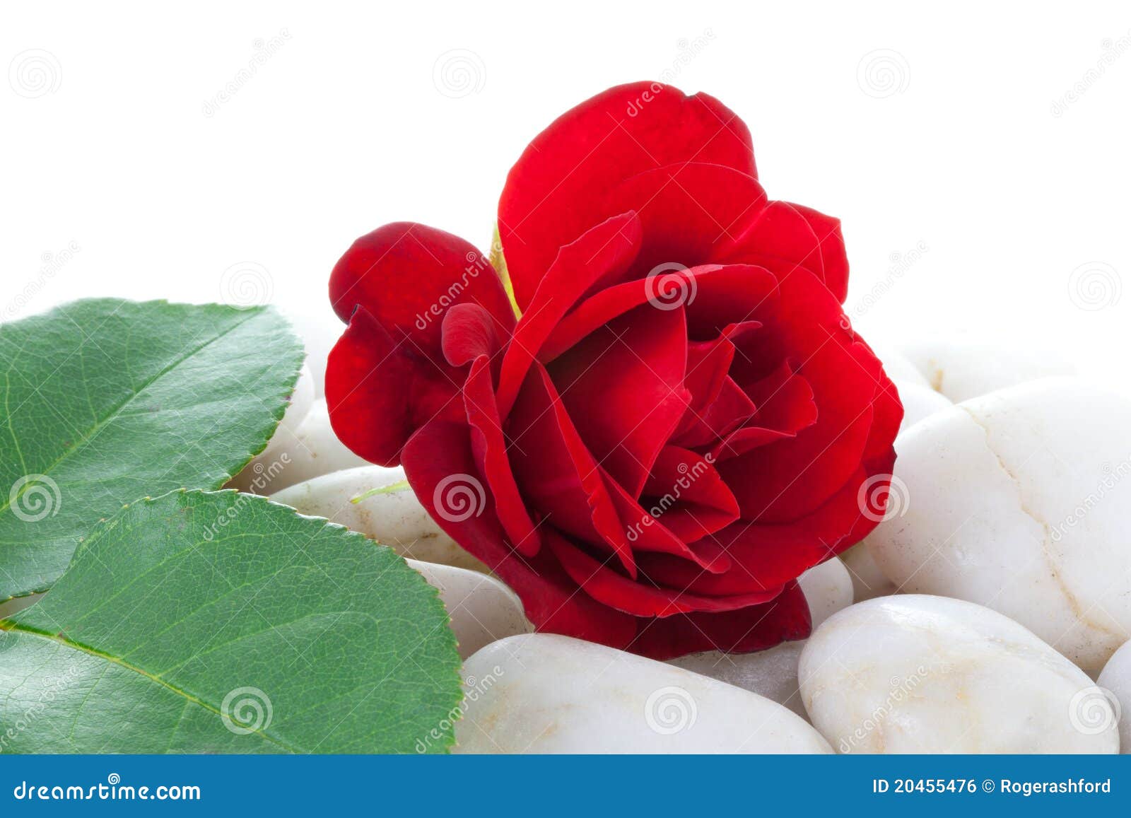 Red Rose on Pebbles stock photo. Image of heart, beauty - 20455476