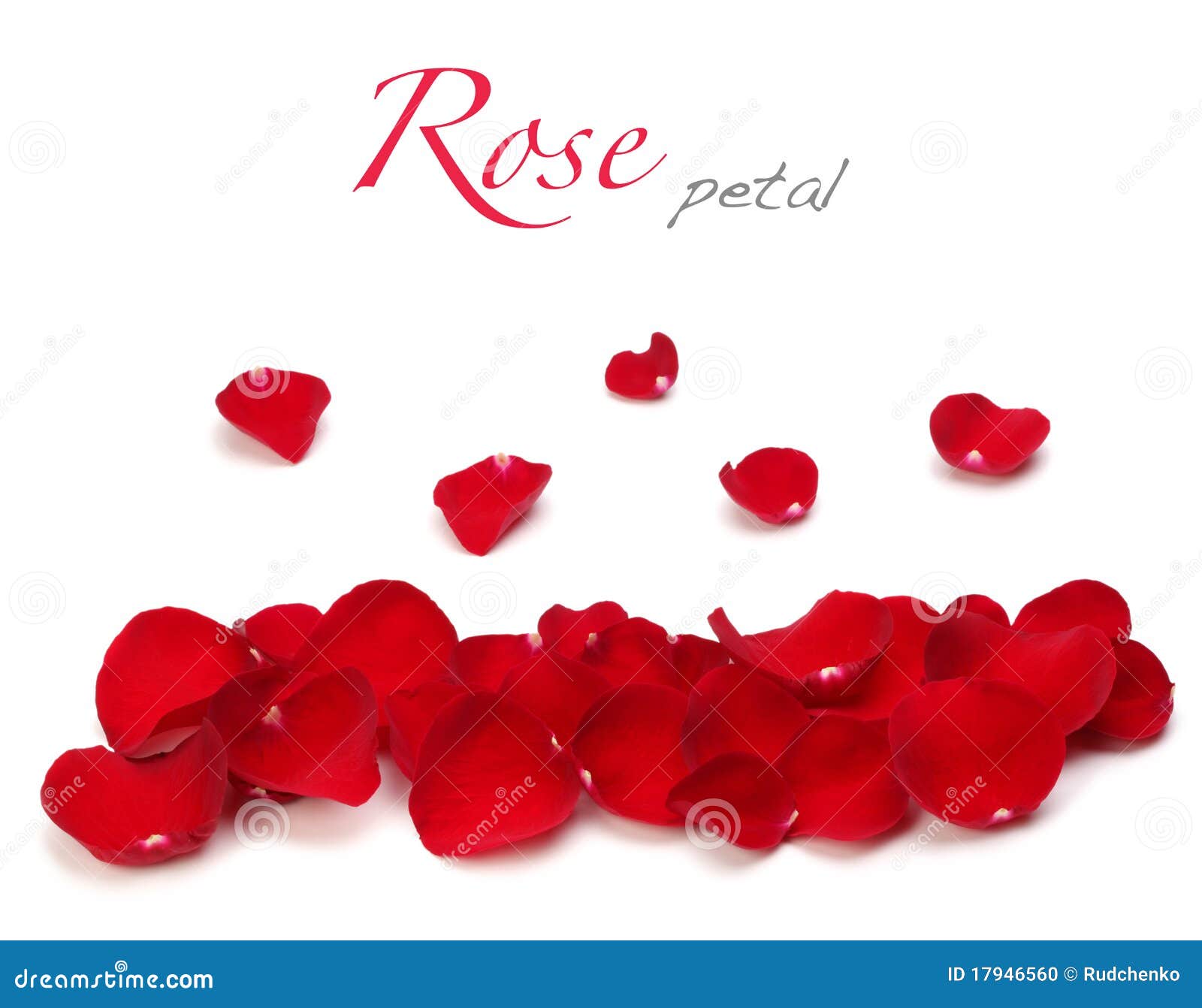 Red Rose Petal Border Stock Image | CartoonDealer.com #12245095