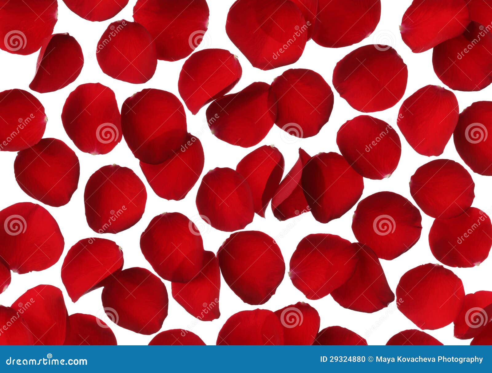 Red rose petal background stock photo. Image of isolated - 29324880